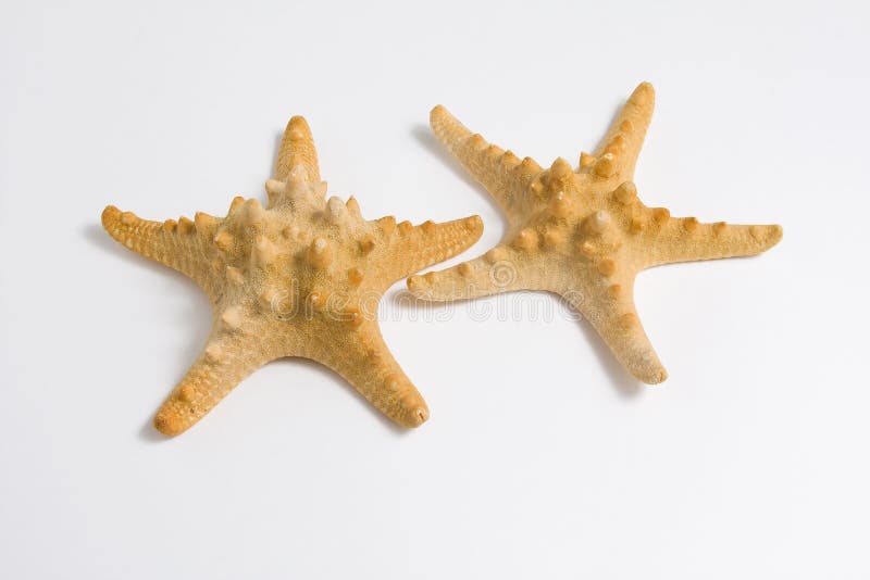 2,577 Two Starfish Stock Photos - Free & Royalty-Free Stock Photos from ...