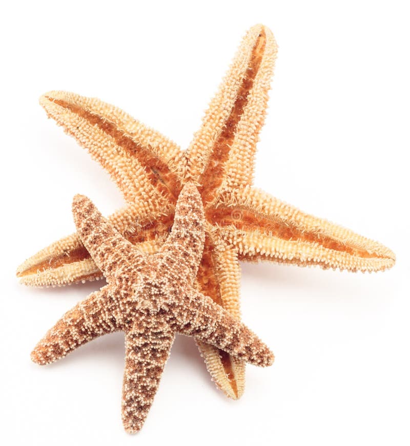 Starfish stock image. Image of seashore, life, beach, starfish - 4656407