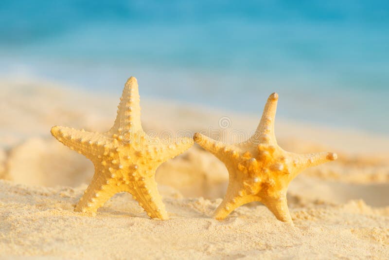 Two Starfish on the Beach. Dominican Republic Stock Photo - Image of ...