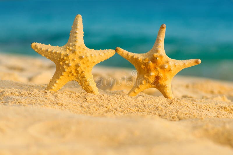 Two Starfish on the Beach. Dominican Republic Stock Image - Image of ...