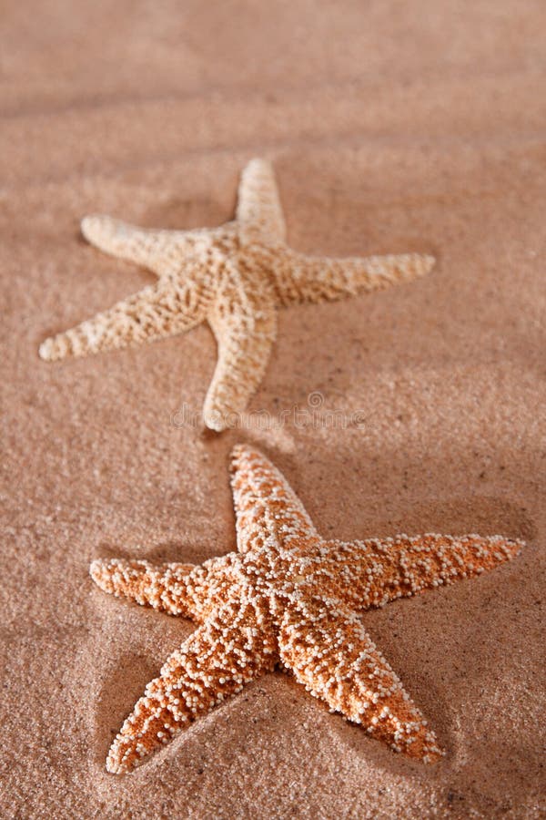 Two Starfish on a Beach Sand Stock Photo - Image of sunlight, space ...