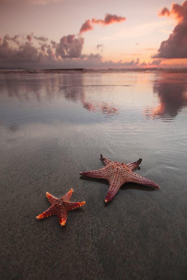Two starfish on beach stock image. Image of seascape - 80076787