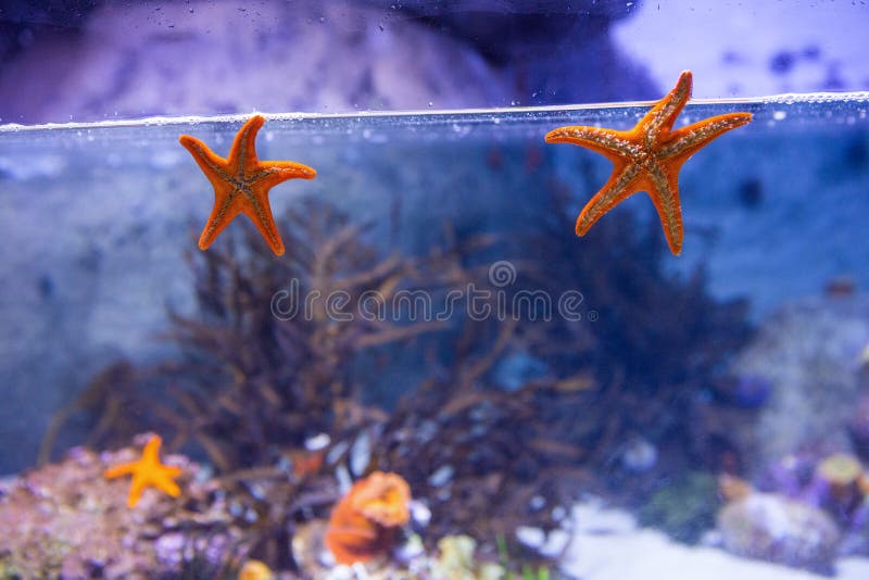 Floating starfish stock image. Image of alone, tropical - 15502963