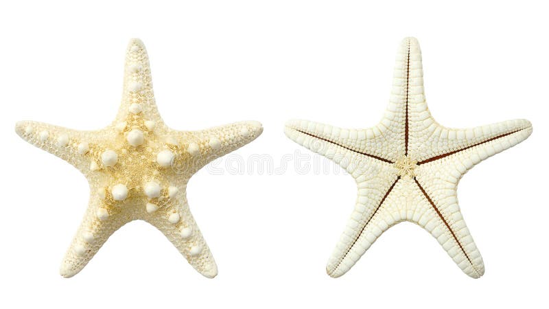 Two Starfish Isolated on White Background Stock Image - Image of ...