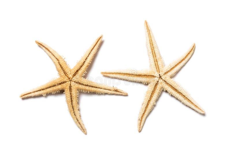 Two Starfish Isolated on White Stock Image - Image of white ...