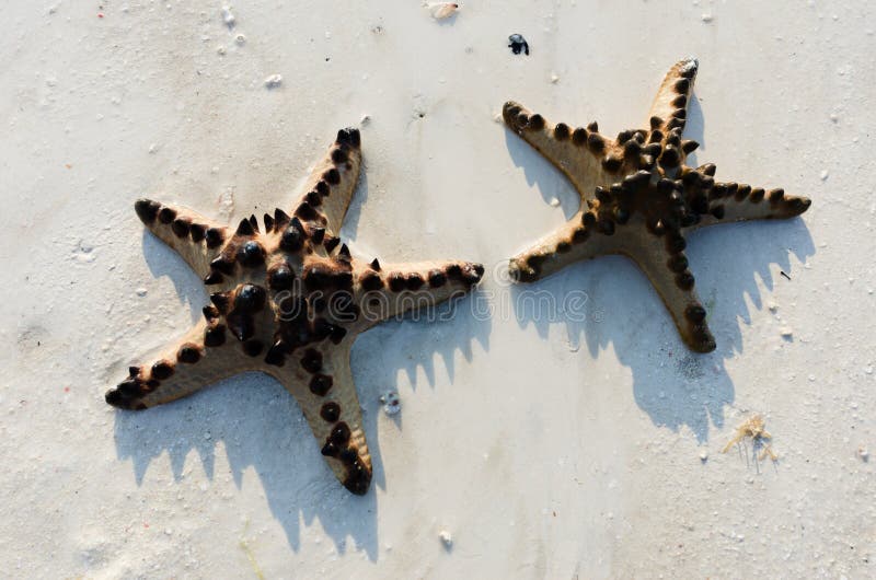 Two Starfish stock photo. Image of maluku, marine, moluccas - 69132776