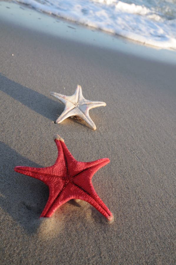 Two Starfish on Sandy Beach Stock Photo - Image of copy, sunshine: 6259024