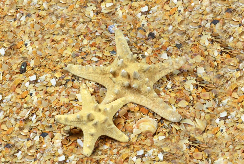 Two starfish on sea beach stock image. Image of color - 87654949