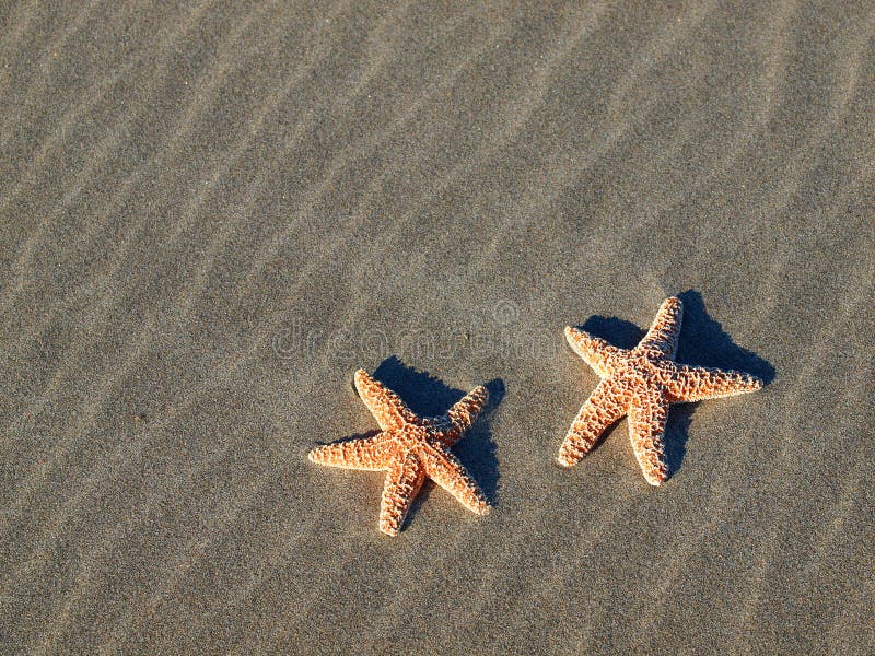 Two Starfish with Shadows stock photo. Image of life - 22081696