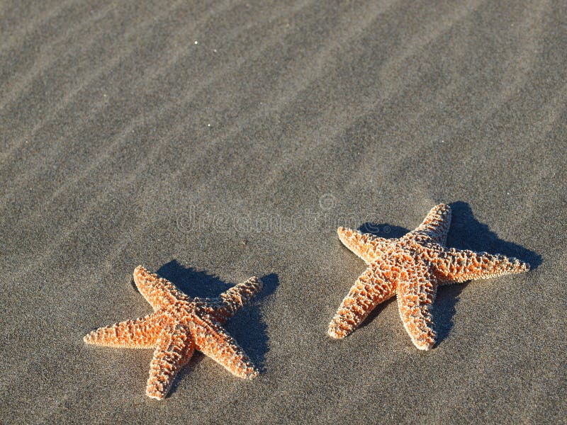 Two Starfish with Shadows stock photo. Image of shape - 22081704
