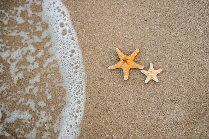 Two Starfish on the Shore of the Sea Stock Image - Image of destination ...