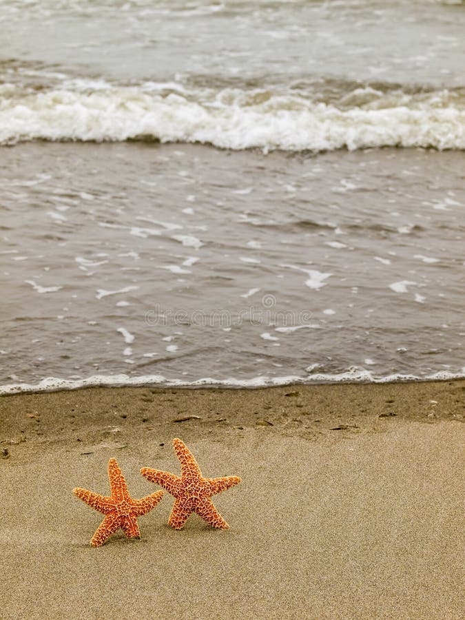Two Starfish on the Shoreline Stock Photo - Image of climate, copy ...