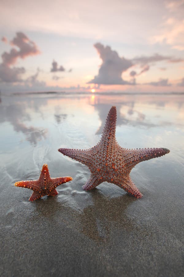 Two Starfish on Summer Beach Stock Photo - Image of romantic, tropical ...