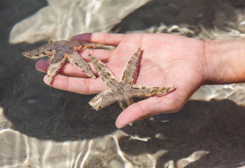 Red Starfish Under the Microscope Stock Photo - Image of closeup ...
