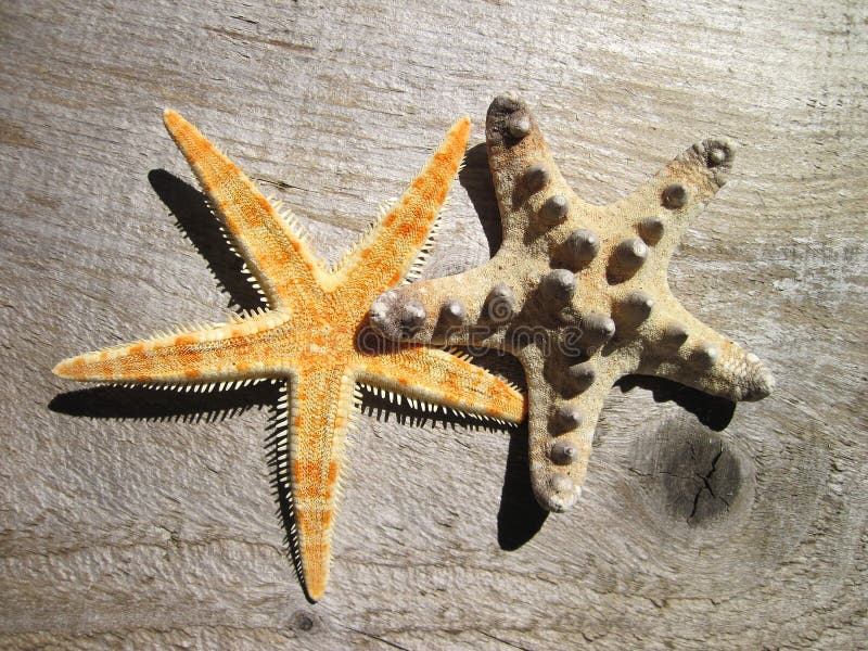 Two starfish stock image. Image of macro, background - 32826579