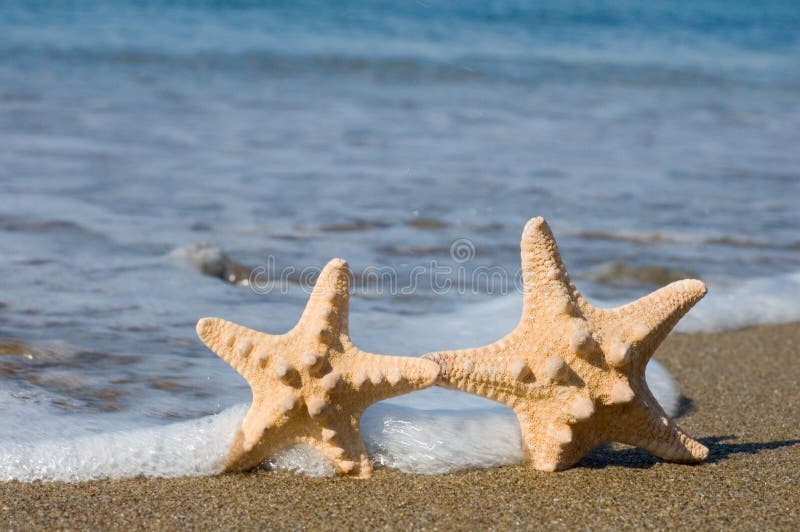 Two Starfishes on the Beach Stock Image - Image of coast, beauty: 7267347