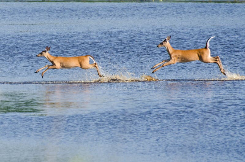 Two Startled Deer Running through the Water Stock Photo - Image of wild ...