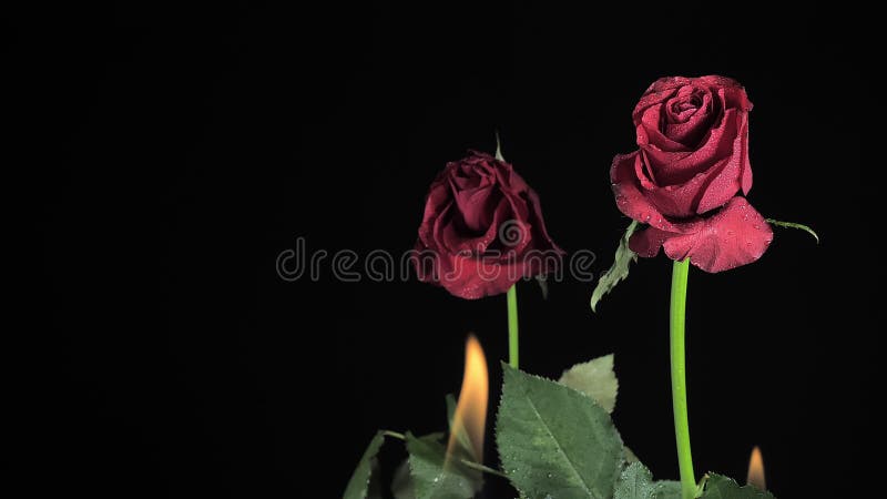The Two Stem of Red Rose with the Flame on the Bottom. Romantic Concept ...