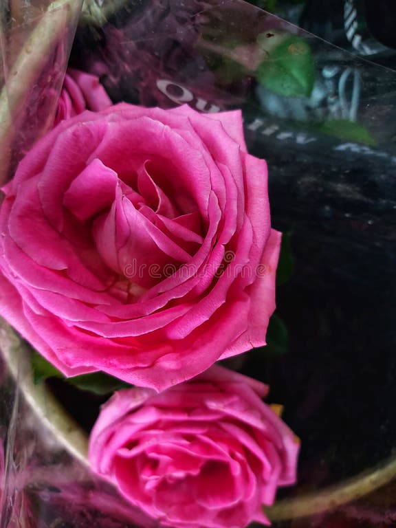 Two Stems of Bright Pink Roses Stock Photo - Image of roses, stems ...