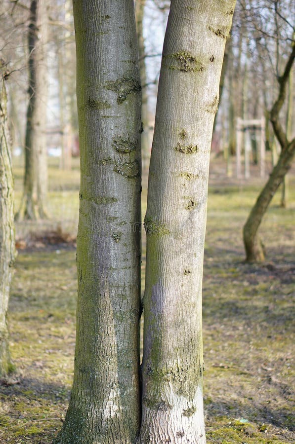 Tree stems stock image. Image of outdoors, leaves, stems - 45986123