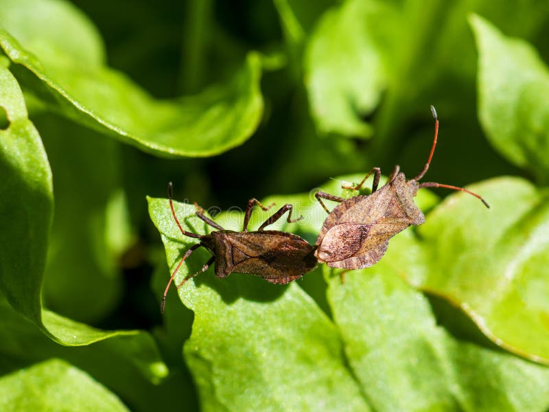 Two Stink Bugs Mating on a Green Leaf Illuminated by Sunlight. Stock ...