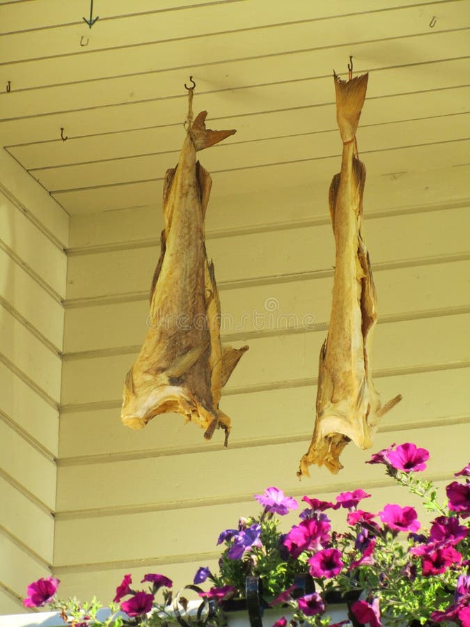 Two stockfish stock photo. Image of norway, hake, dried - 57741908