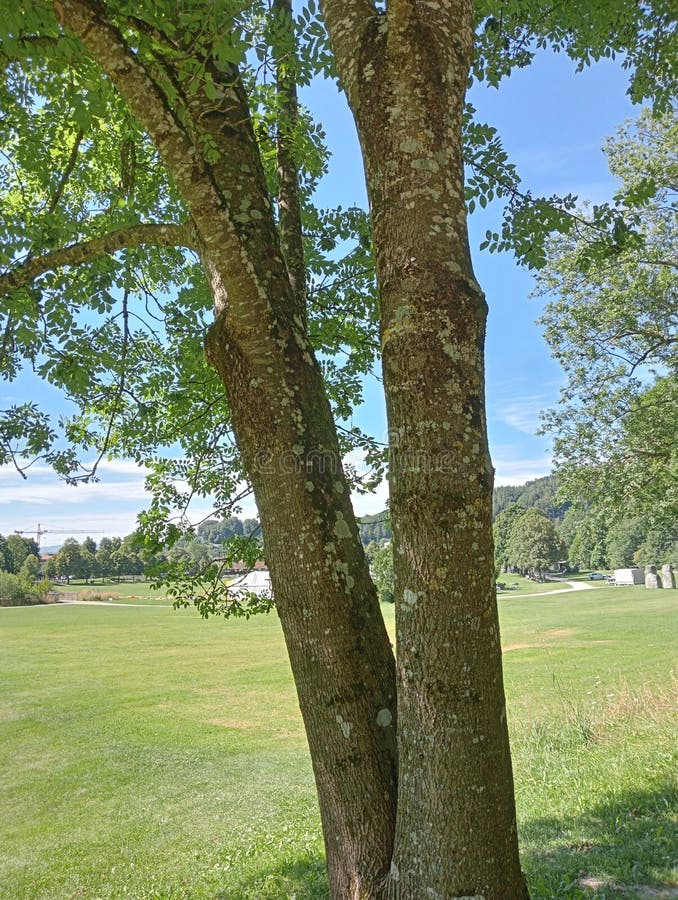 Two stocky tree stock image. Image of grove, flower - 251524801