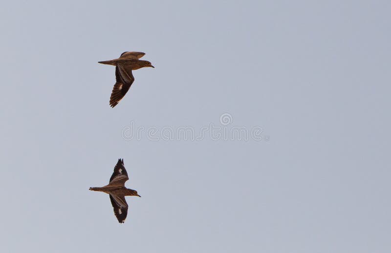 Two Stone Curlews in Flight Stock Image - Image of scared, birds: 22267499