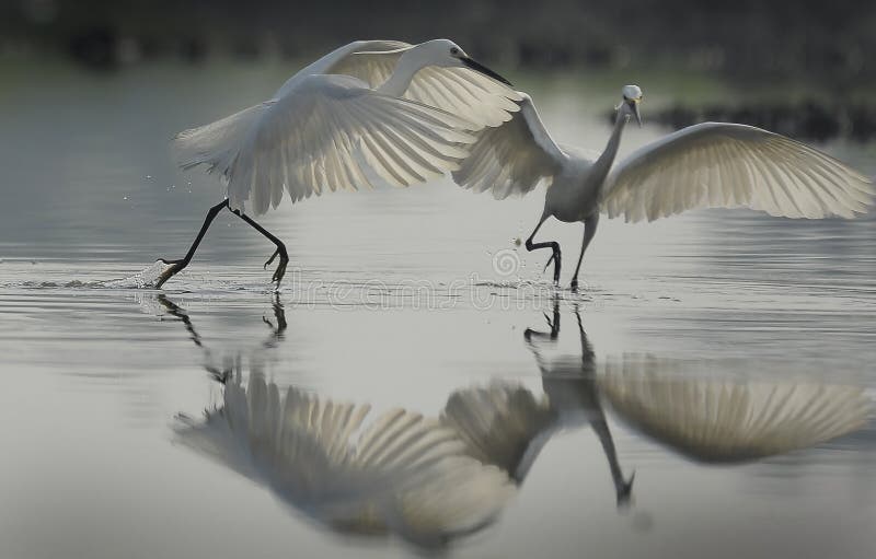 Two Stork Cooperative Work Catching Fish Stock Image - Image of ...