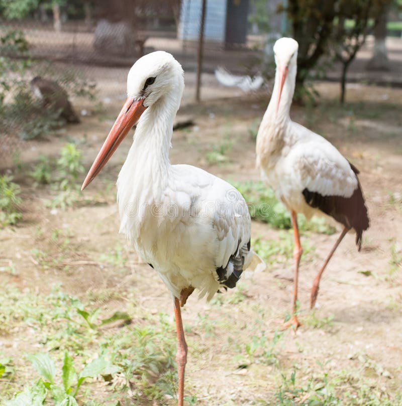 Two stork in zoo in nature stock image. Image of feather - 110302427