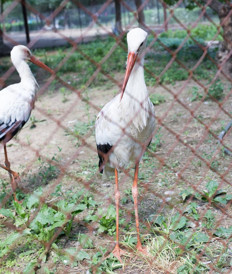 Two stork in zoo in nature stock photo. Image of beak - 110997880