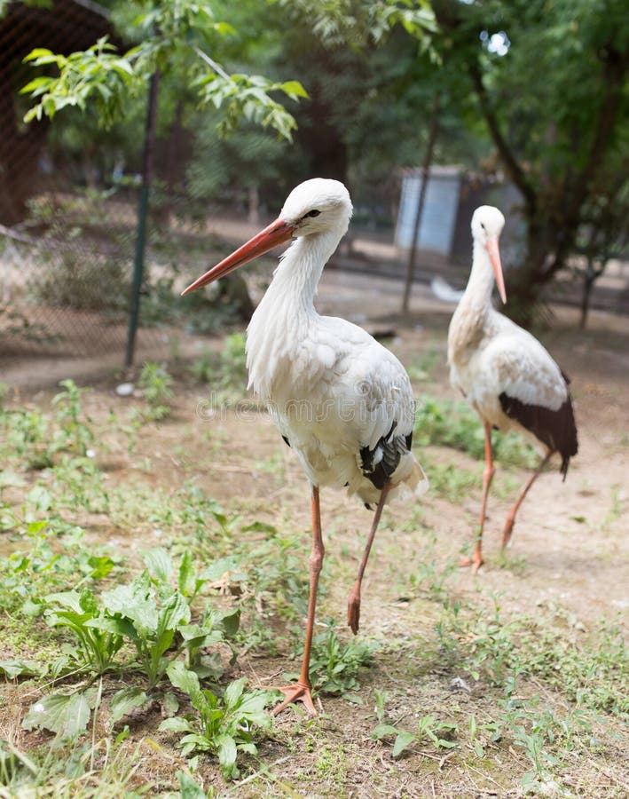 Two stork in zoo in nature stock photo. Image of scene - 110997924