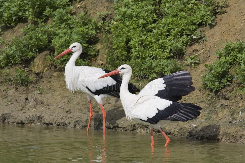 Two Storks stock image. Image of nature, storks, standing - 21277085