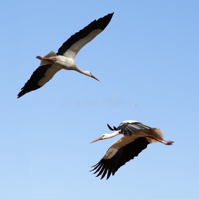 Two storks stock image. Image of flight, space, white - 24490291