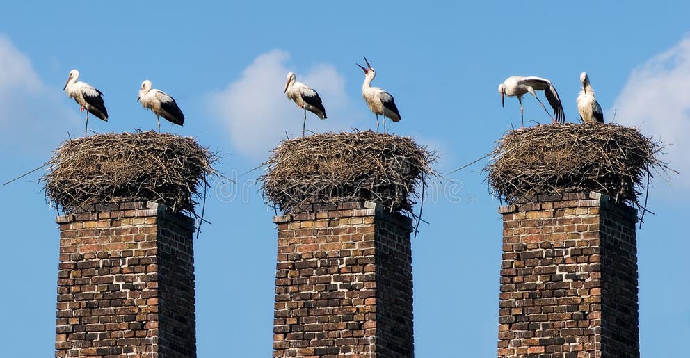 Two storks stock photo. Image of environmental, watching - 2465800