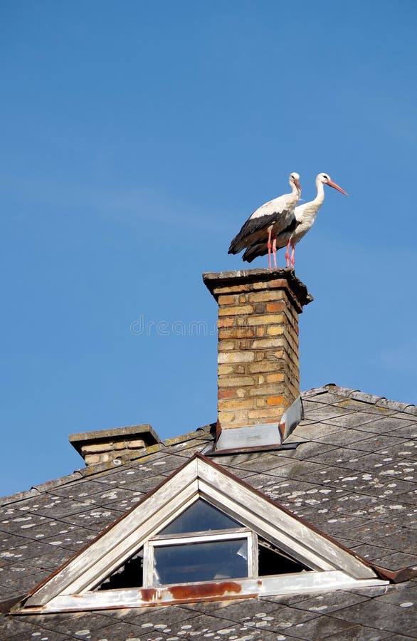 Two storks on chimney stock photo. Image of orange, stork - 47406084
