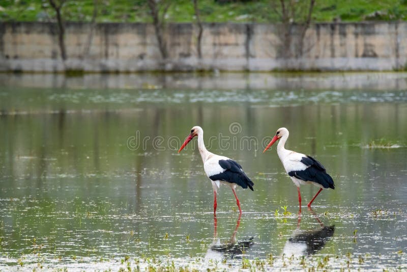 Two Storks Feeding in a Wetland Stock Image - Image of stork, beautiful ...