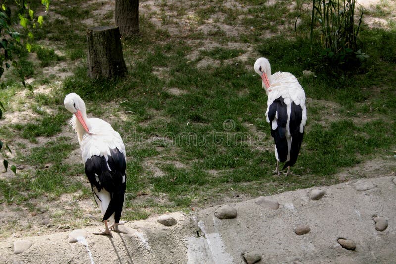 Two storks in the grass stock photo. Image of wildlife - 234371982