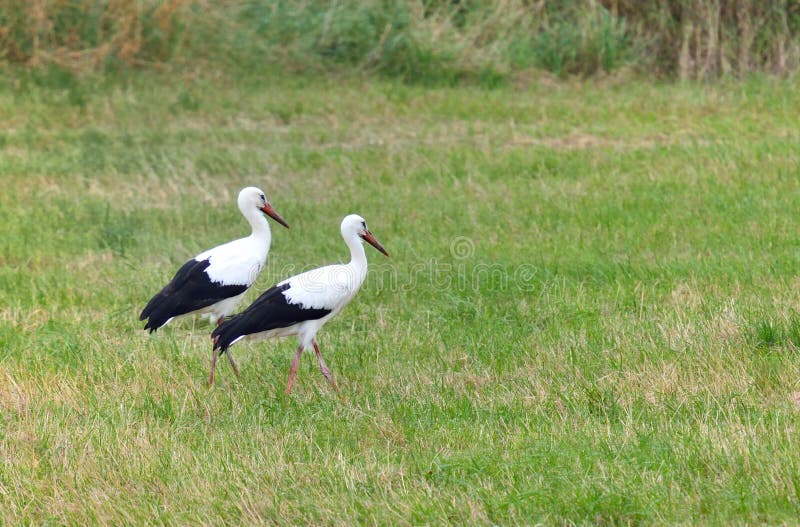 Two Storks on a meadow stock photo. Image of storks, white - 27854346