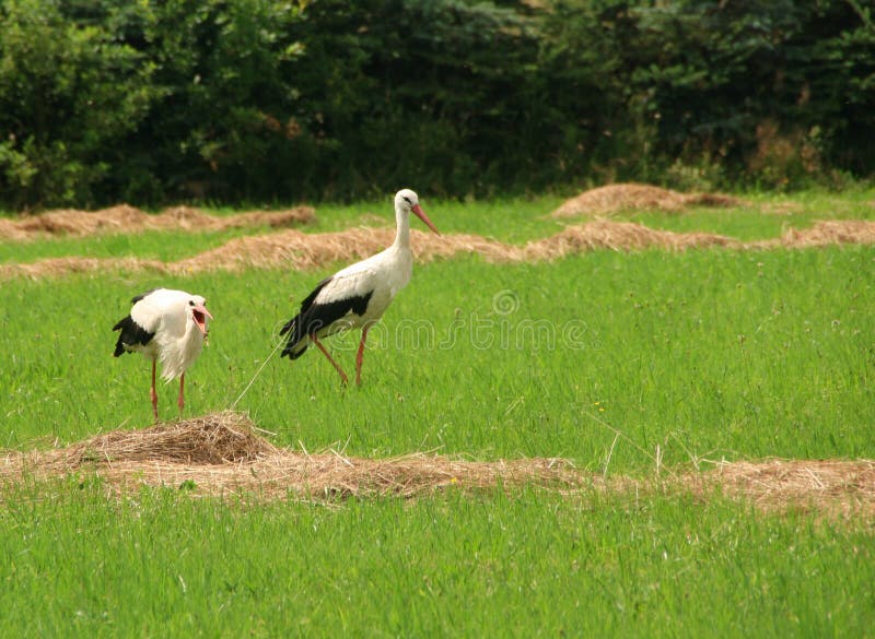 Two storks on the meadow stock image. Image of stork - 155300725