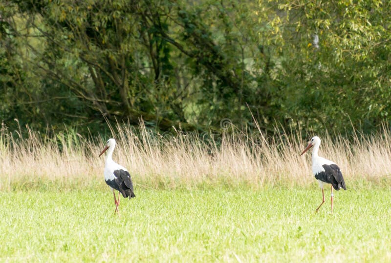 Two Storks in the meadow stock image. Image of stork - 48104153