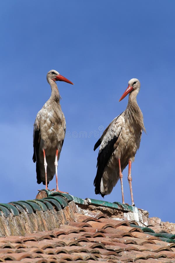 Two storks on a roof stock image. Image of roof, maghreb - 31075553