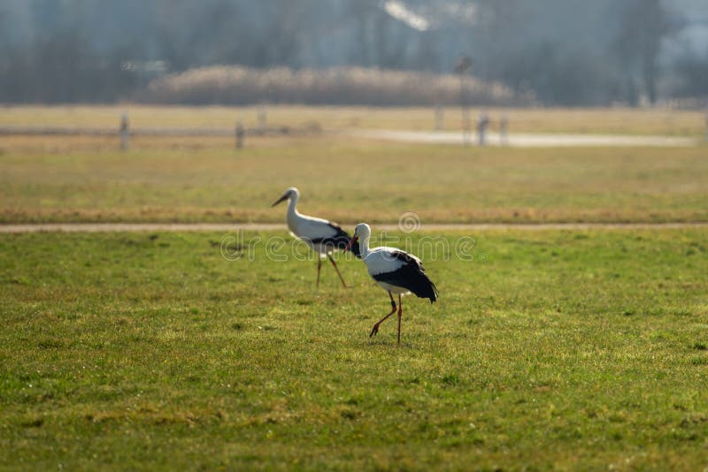 Two Storks Run Across the Green Meadow Stock Photo - Image of summer ...