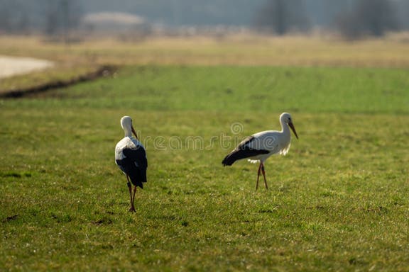 Two Storks Run Across the Green Meadow Stock Image - Image of wild ...