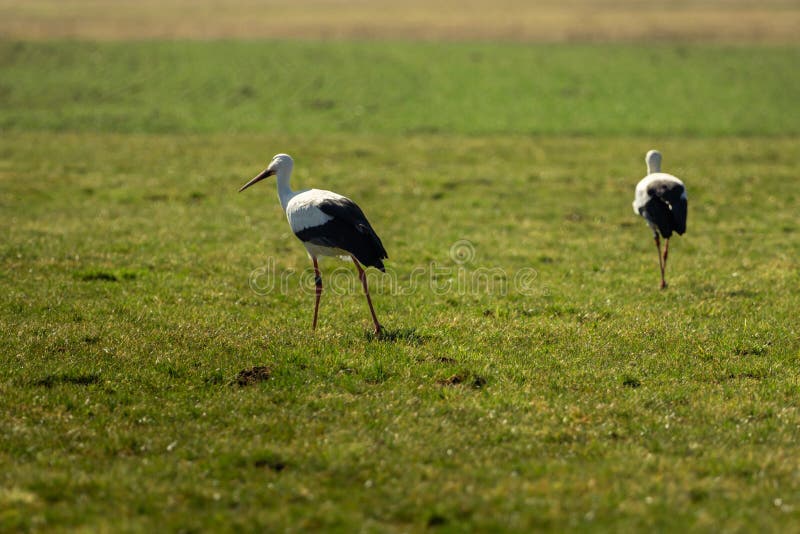 Two Storks Run Across the Green Meadow Stock Image - Image of beautiful ...