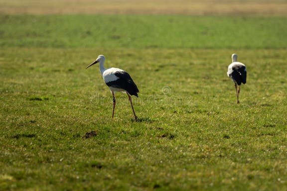 Two Storks Run Across the Green Meadow Stock Image - Image of beautiful ...