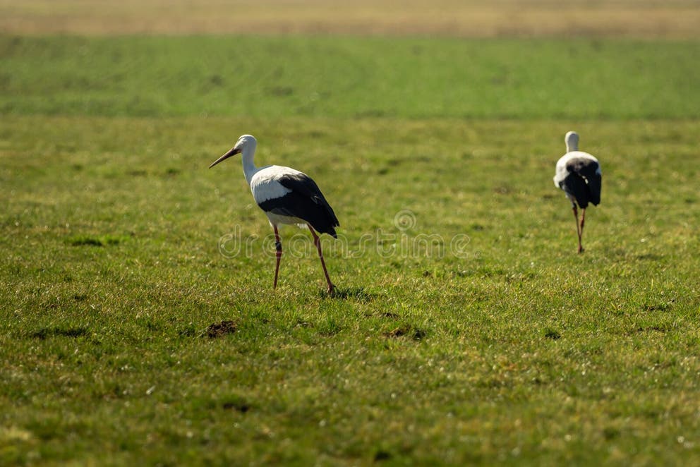 Two Storks Run Across the Green Meadow Stock Image - Image of beautiful ...