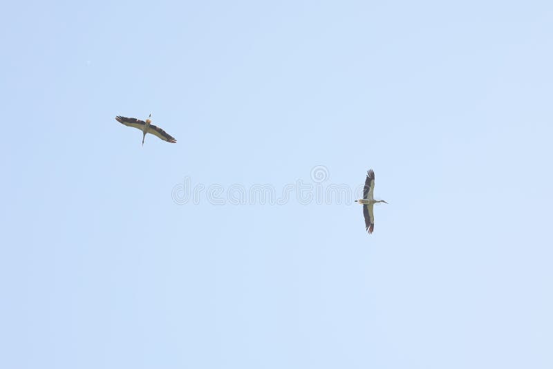 Two Storks Soar in the Updraft on a Hot Summer Day. Stock Photo - Image ...