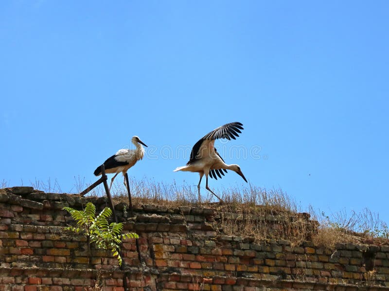 Two Storks are Standing on the Edge of the Old Wall Stock Image - Image ...
