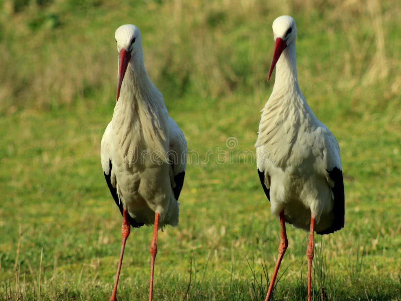 Two Storks Standing in the Vondelpark Stock Photo - Image of green ...